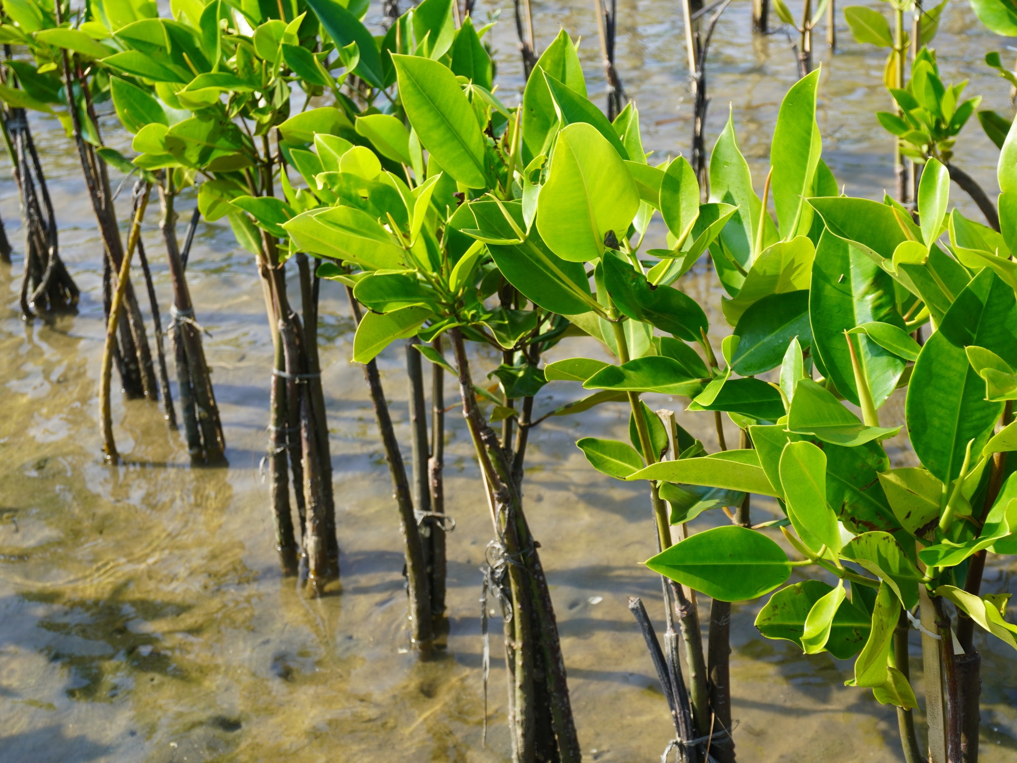 Apa Saja Jenis Mangrove? - KeMANGTEER